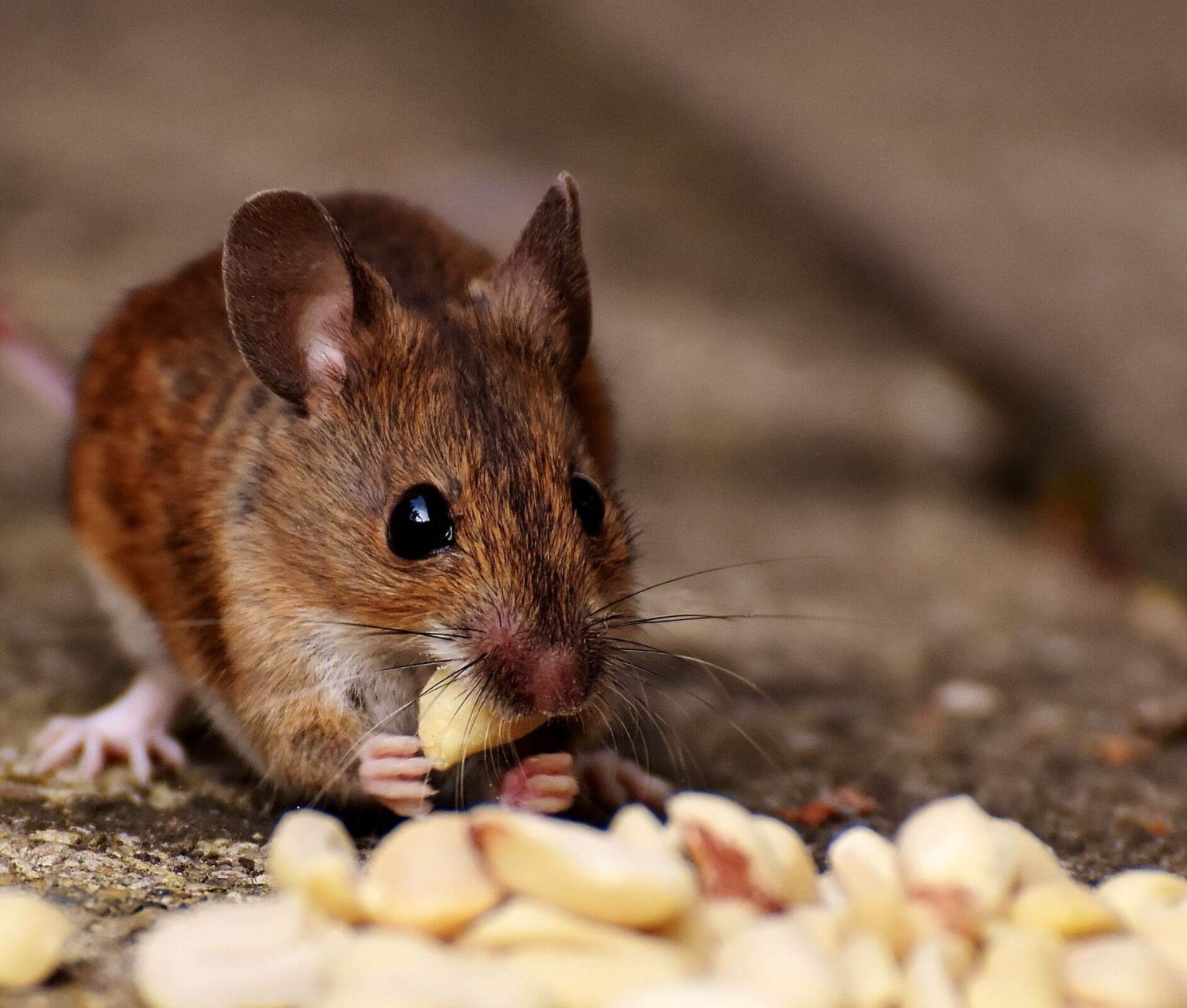 Early Signs of a Rodent Infestation | Rodent Control Inc.